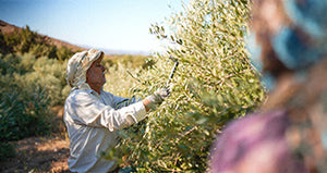 Hermus Olive Oil