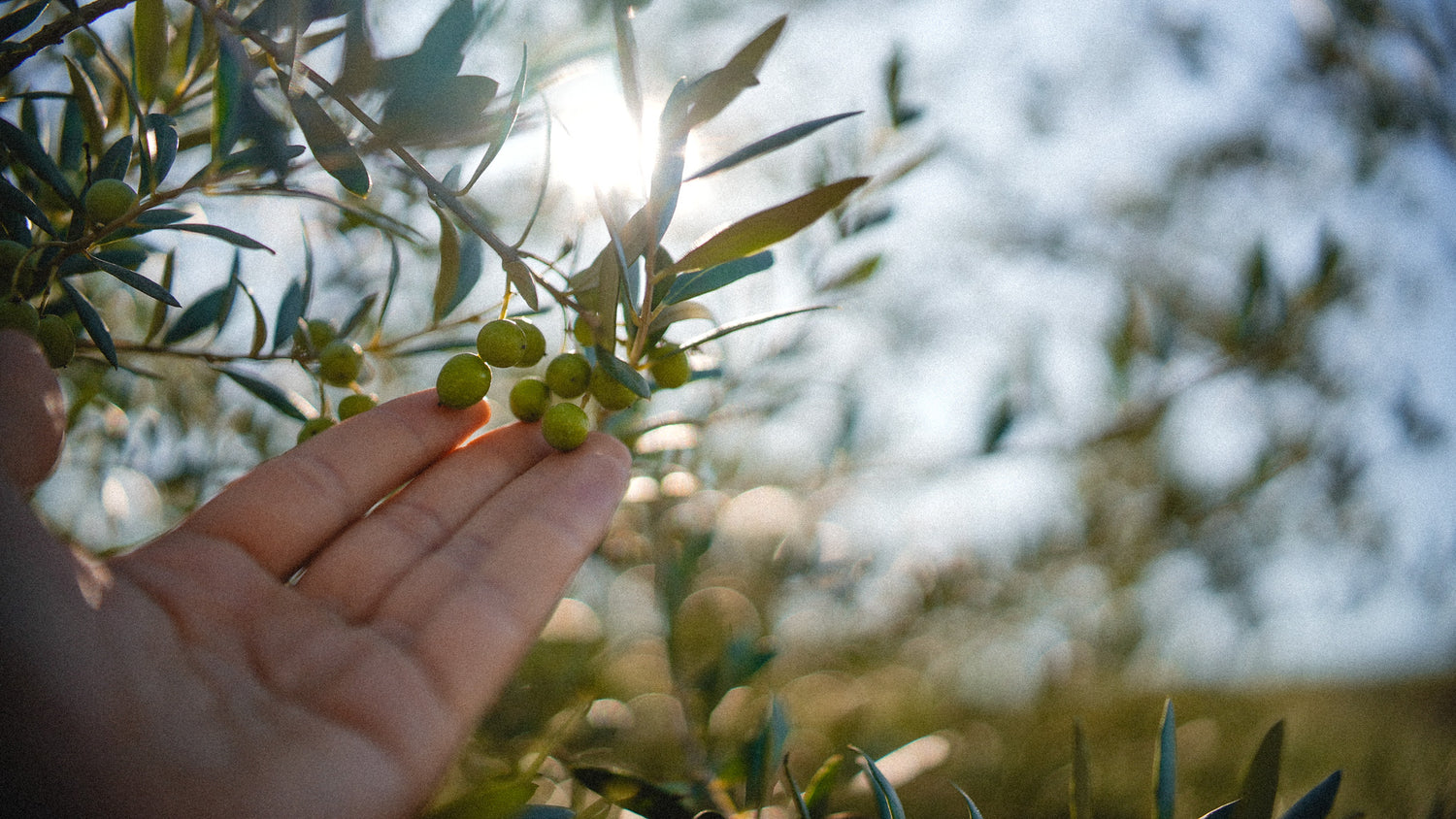 Our Story – Hermus Olive Oil