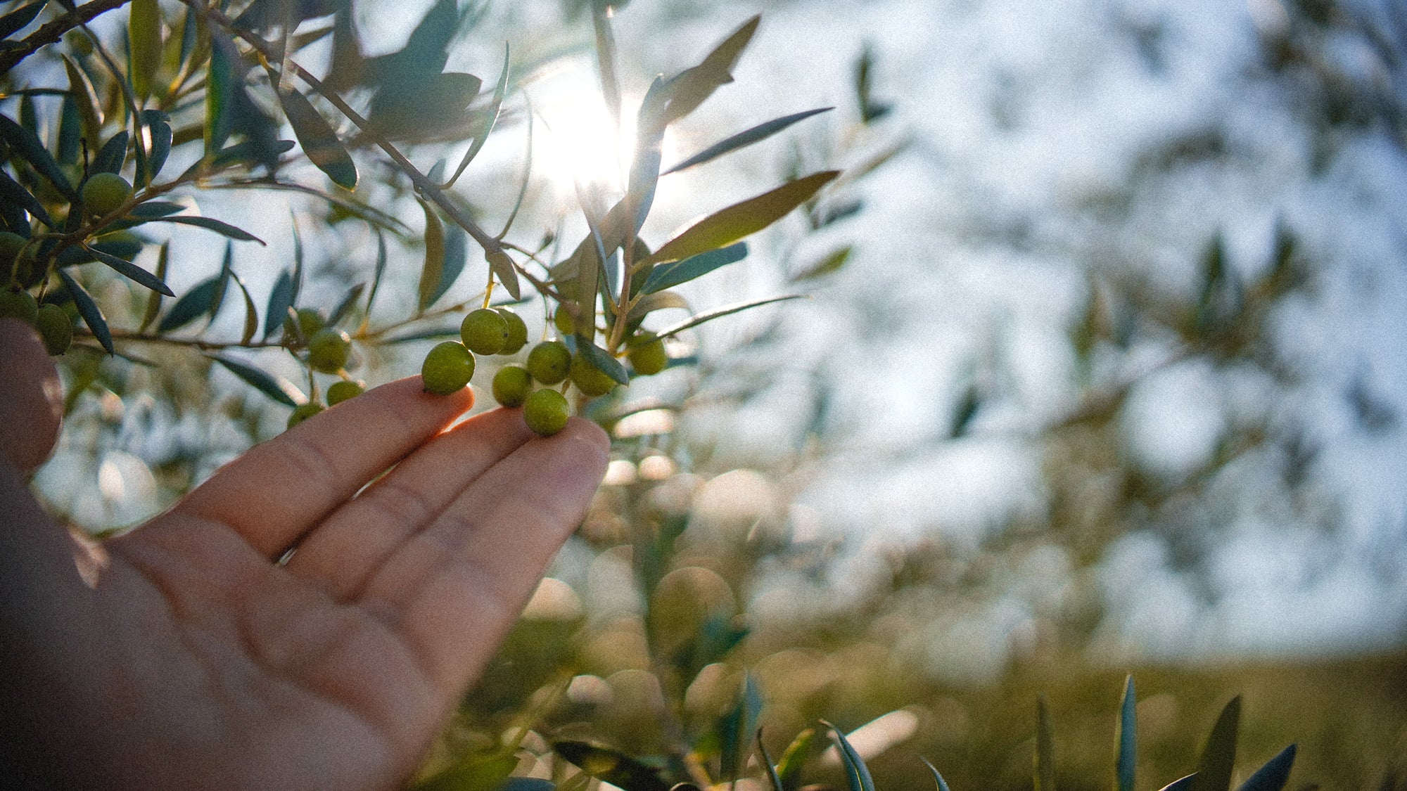 Our Story – Hermus Olive Oil