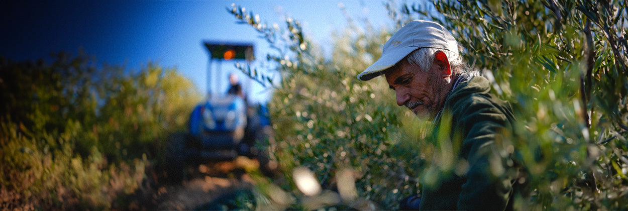 Our Olive Oil – Hermus Olive Oil